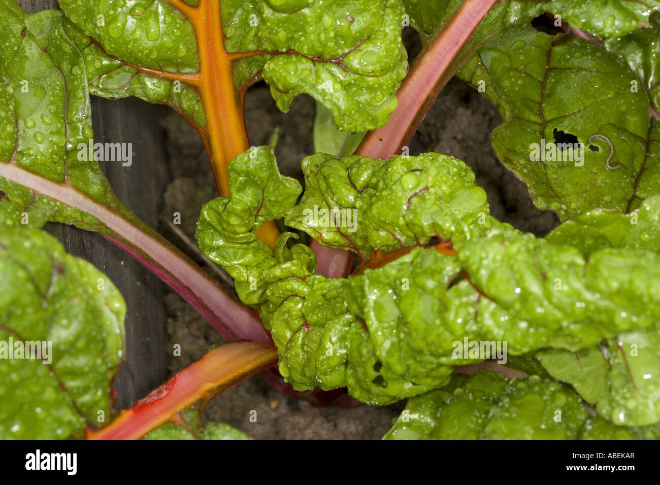 Rhubarbfruit hi-res stock photography and images - Alamy