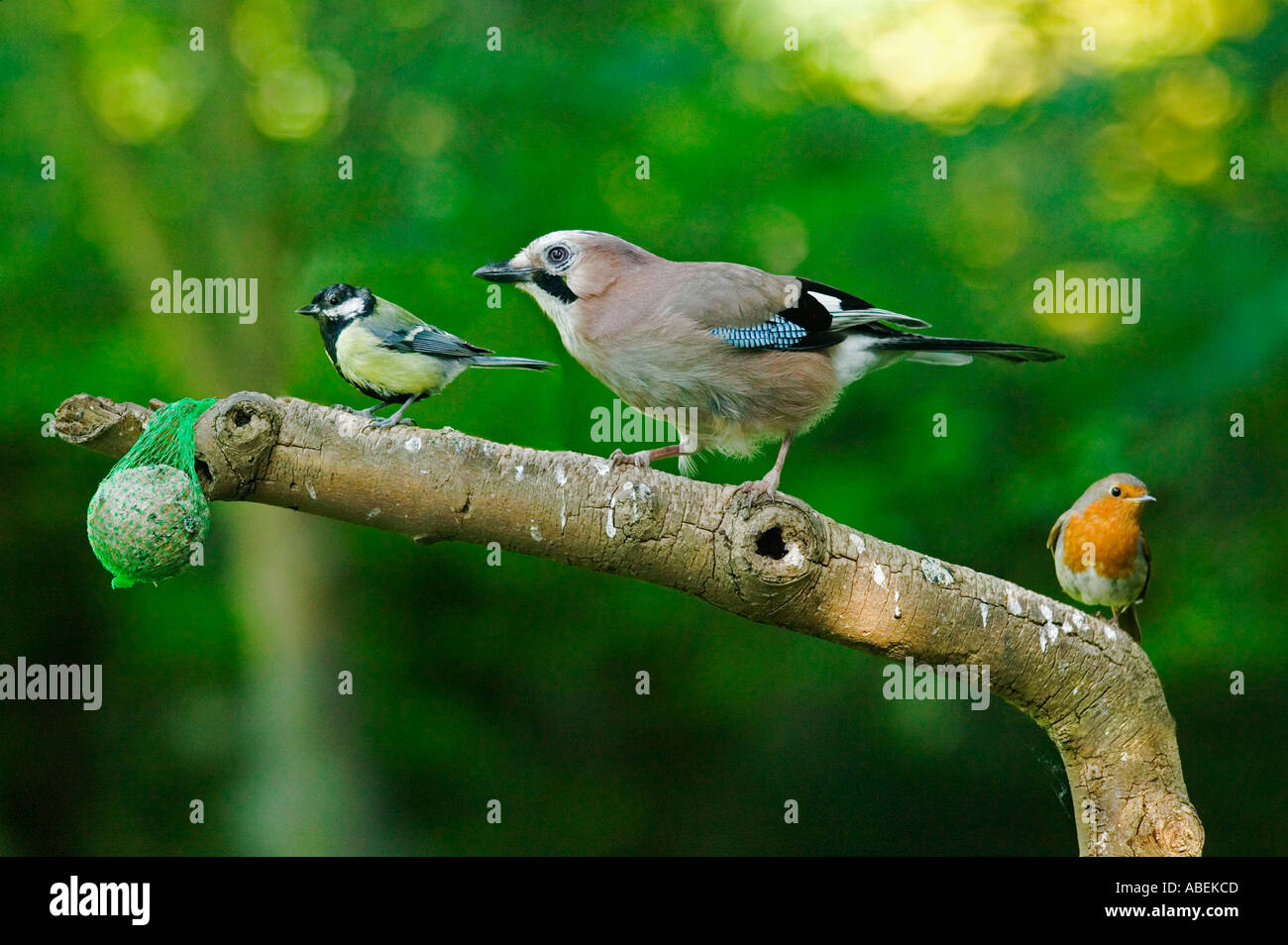 British birds. Natural history. Wildlife Stock Photo - Alamy