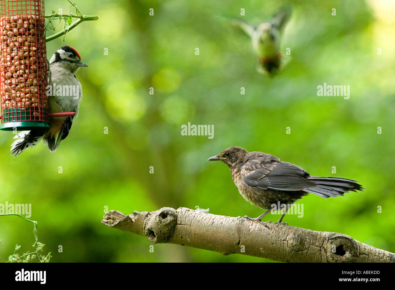 Habitation british birds hi-res stock photography and images - Alamy