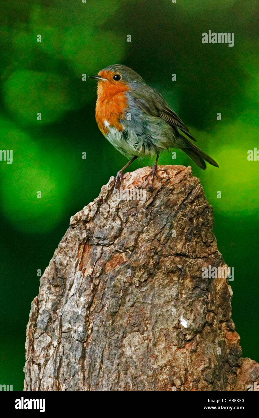 Habitation british birds hi-res stock photography and images - Alamy