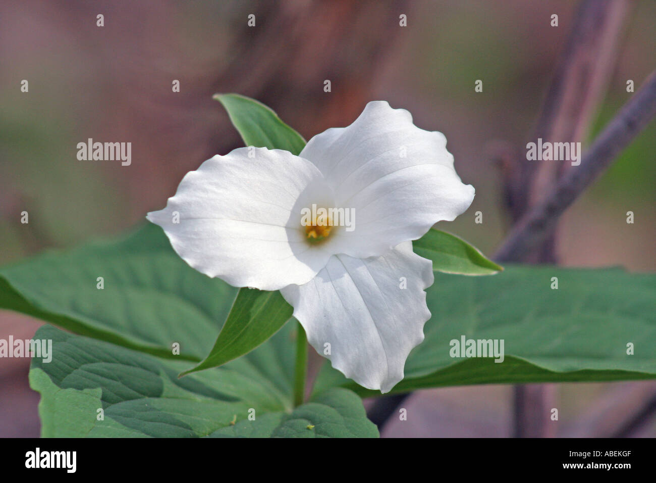 Trillium flower cluster hi-res stock photography and images - Alamy
