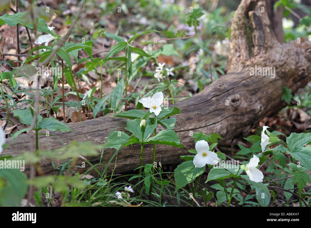 Trillium flower cluster hi-res stock photography and images - Alamy