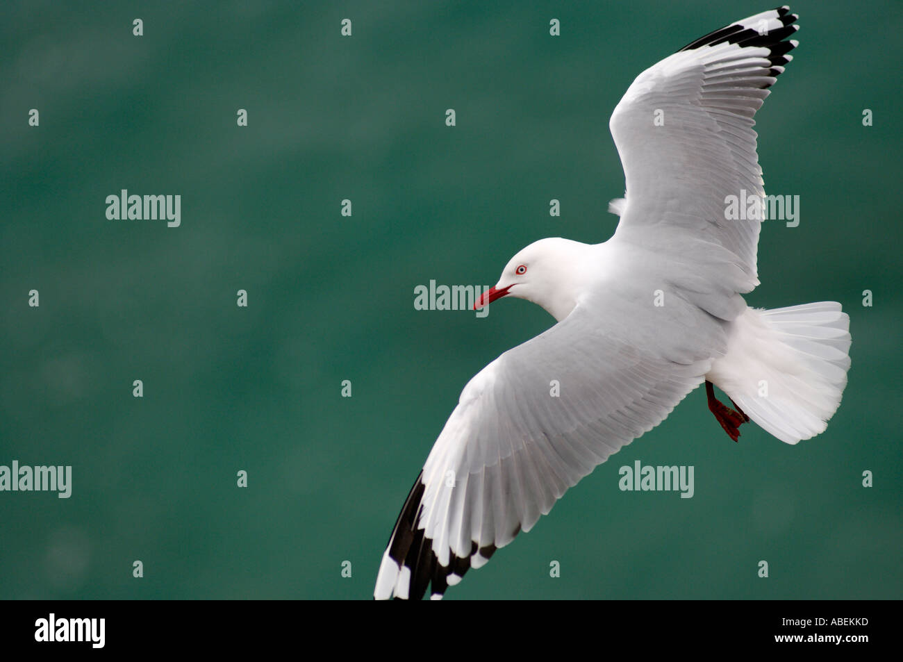 A high angle close up full frame of one single seagull flying past a ...