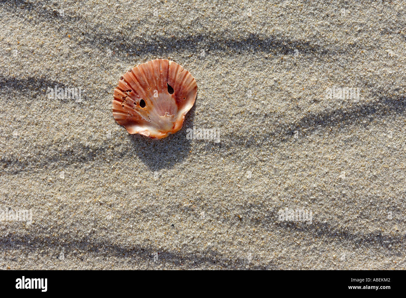 A close up of flat reddish/orange shell laying on sandy beach with ...