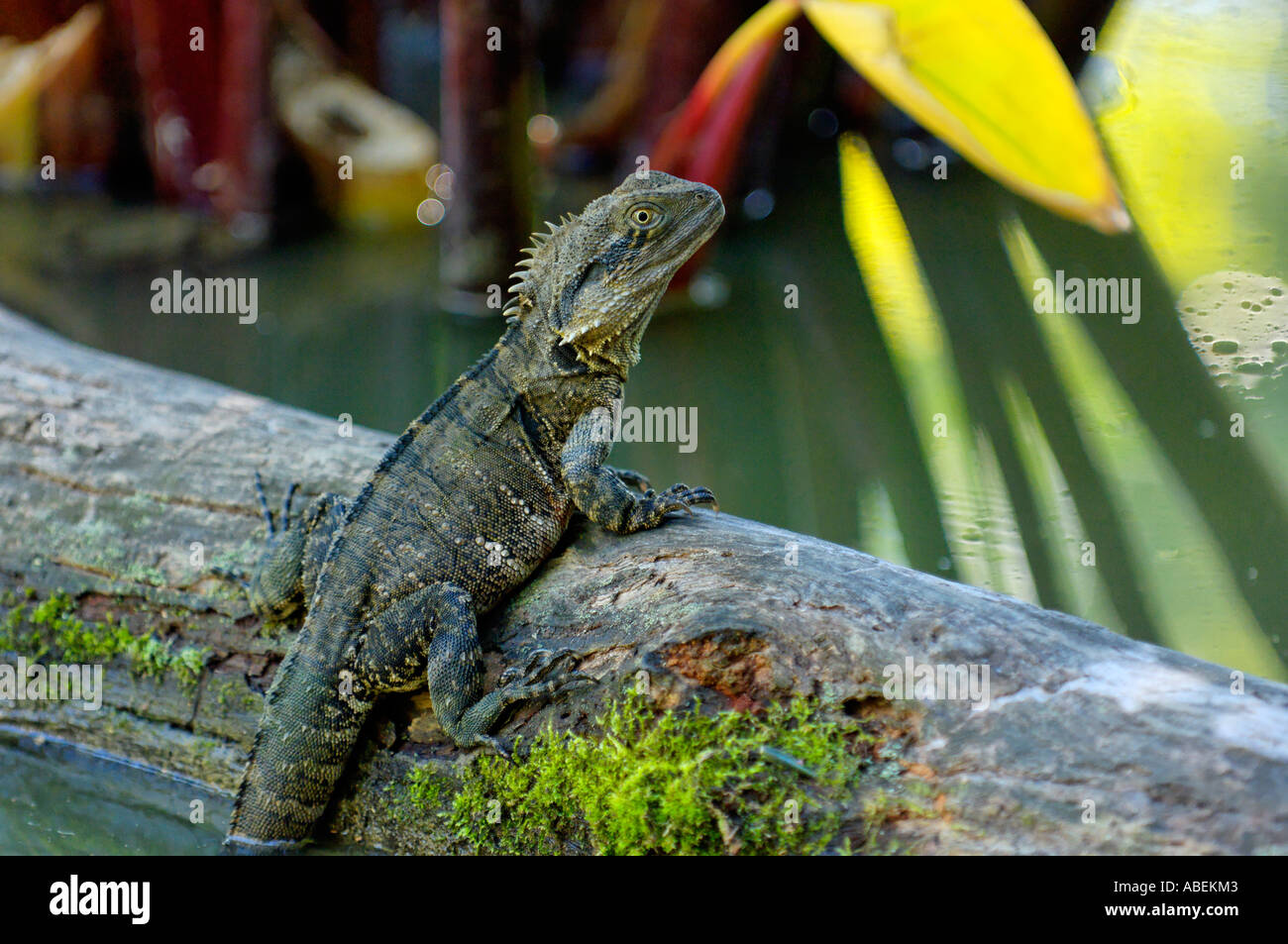 Australian native moss hi-res stock photography and images - Alamy