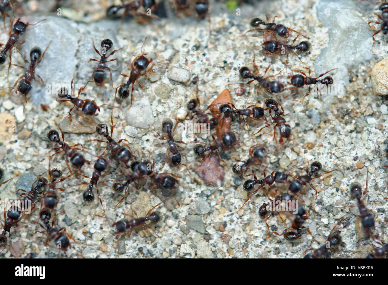 Close-Up View of Ants Working Together on Sandy Ground Stock Photo - Alamy