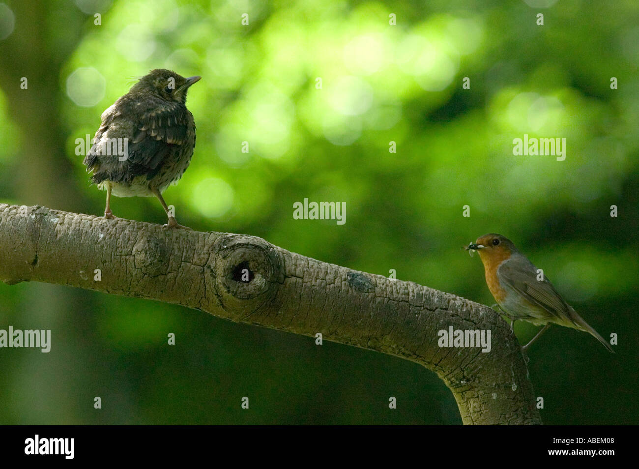Habitation british birds hi-res stock photography and images - Alamy