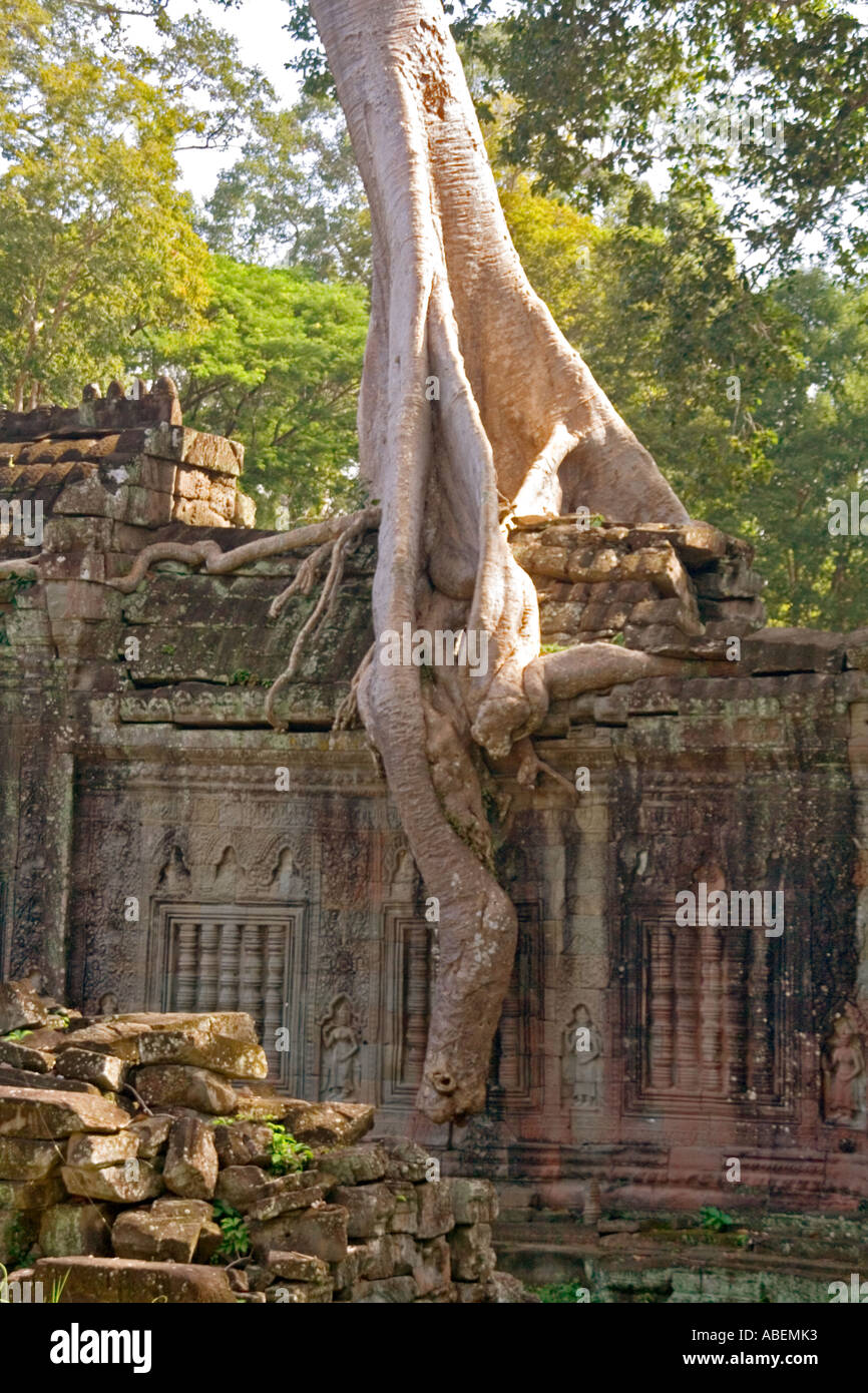 Thailand rootlet rough shape root red material mortar shoot Stock Photo ...