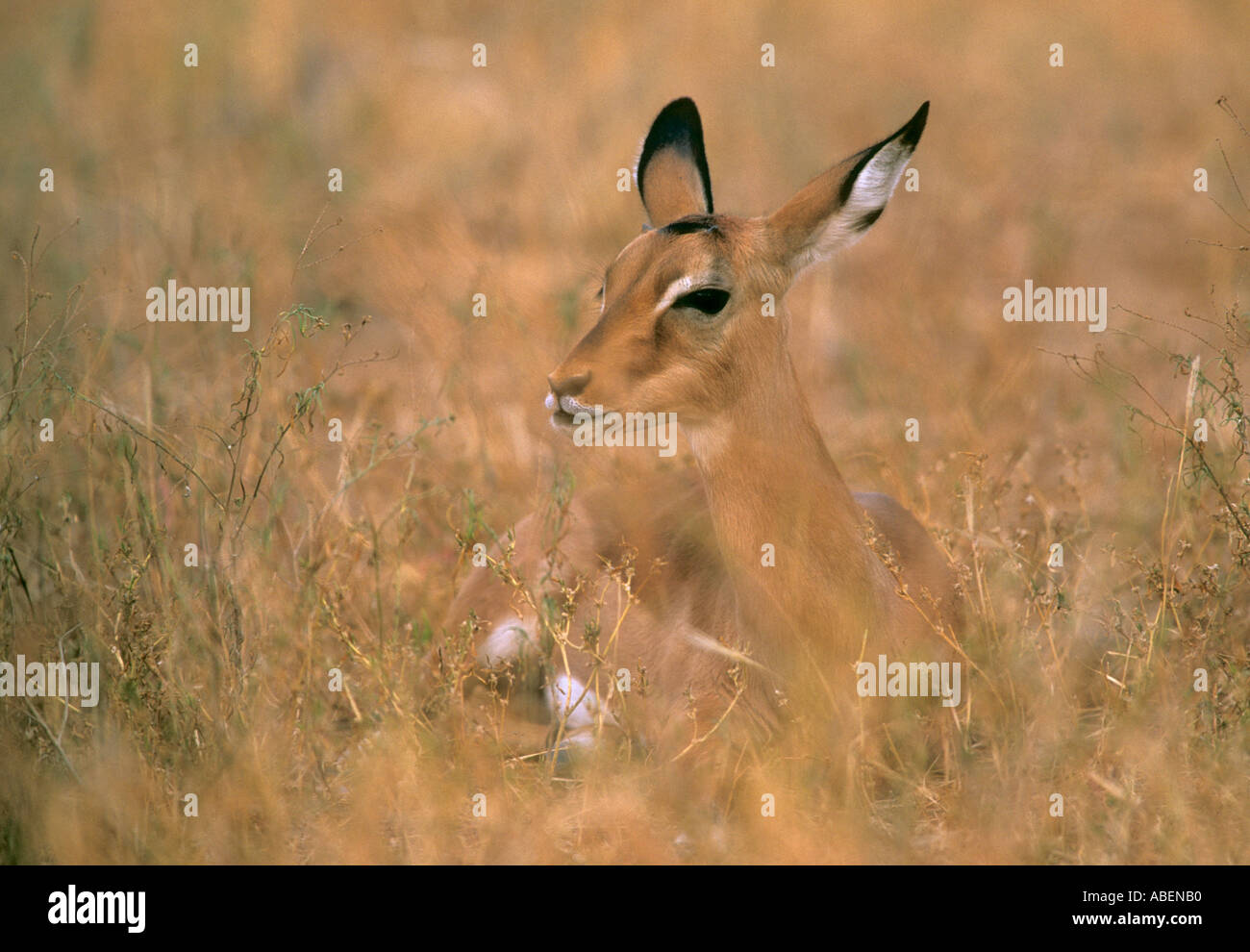 Impala fawn hi-res stock photography and images - Alamy