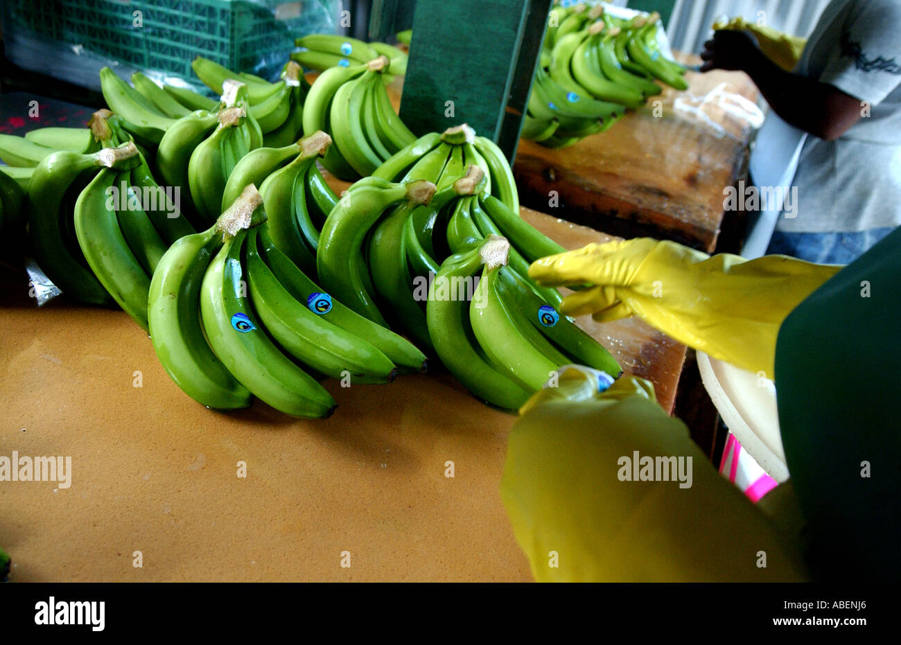 Washing bananas hi-res stock photography and images - Alamy