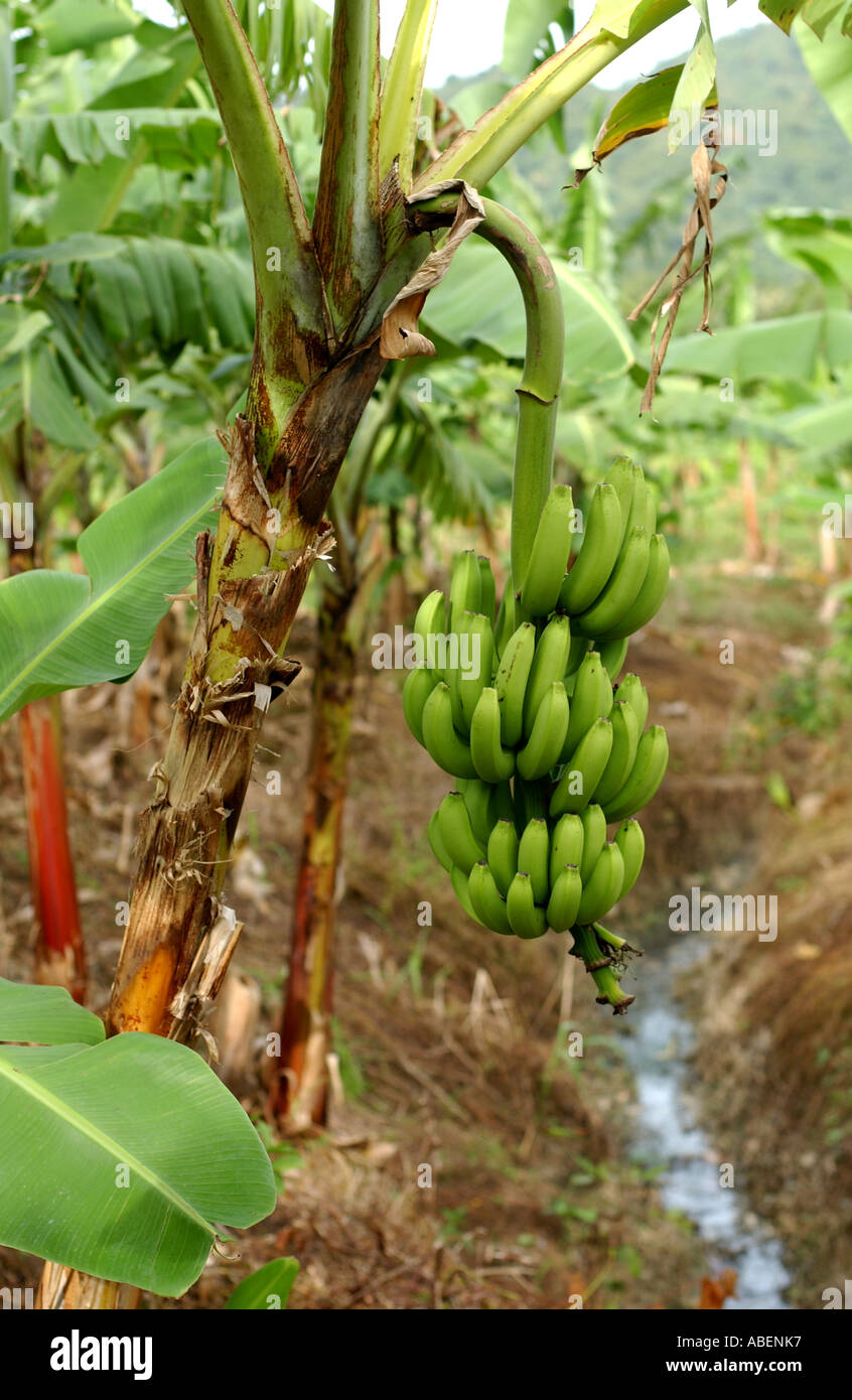 Bananas ready for picking Stock Photo - Alamy