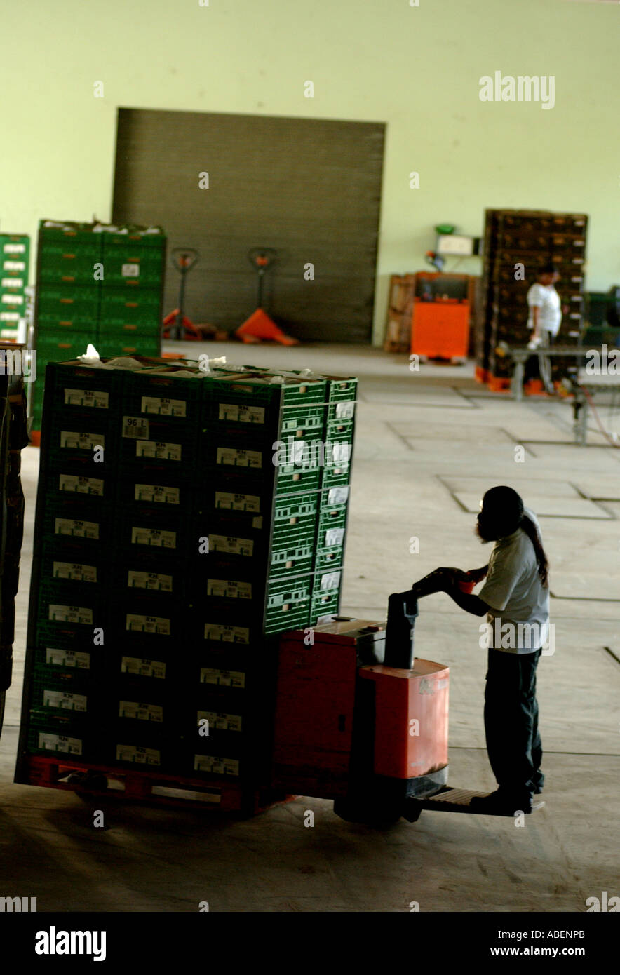 Packaging fairtrade bananas for export to the UK Stock Photo - Alamy