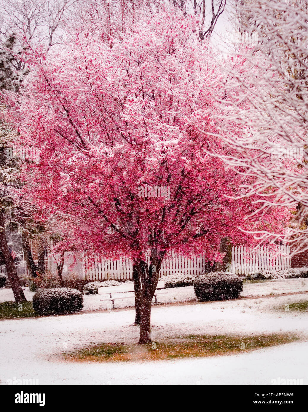 tree with pink blossoms on a snowy day Stock Photo - Alamy