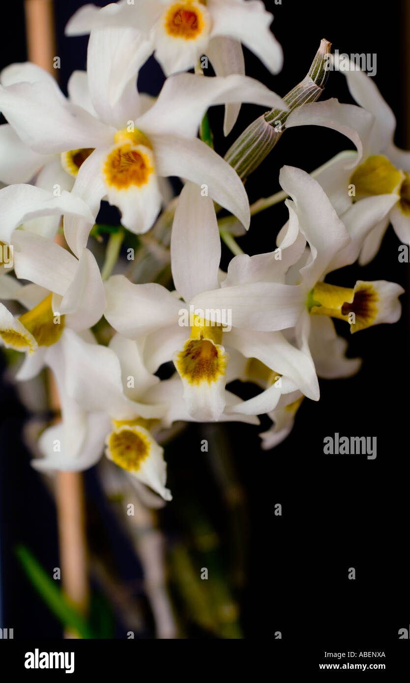 Dendrobium india hi-res stock photography and images - Alamy