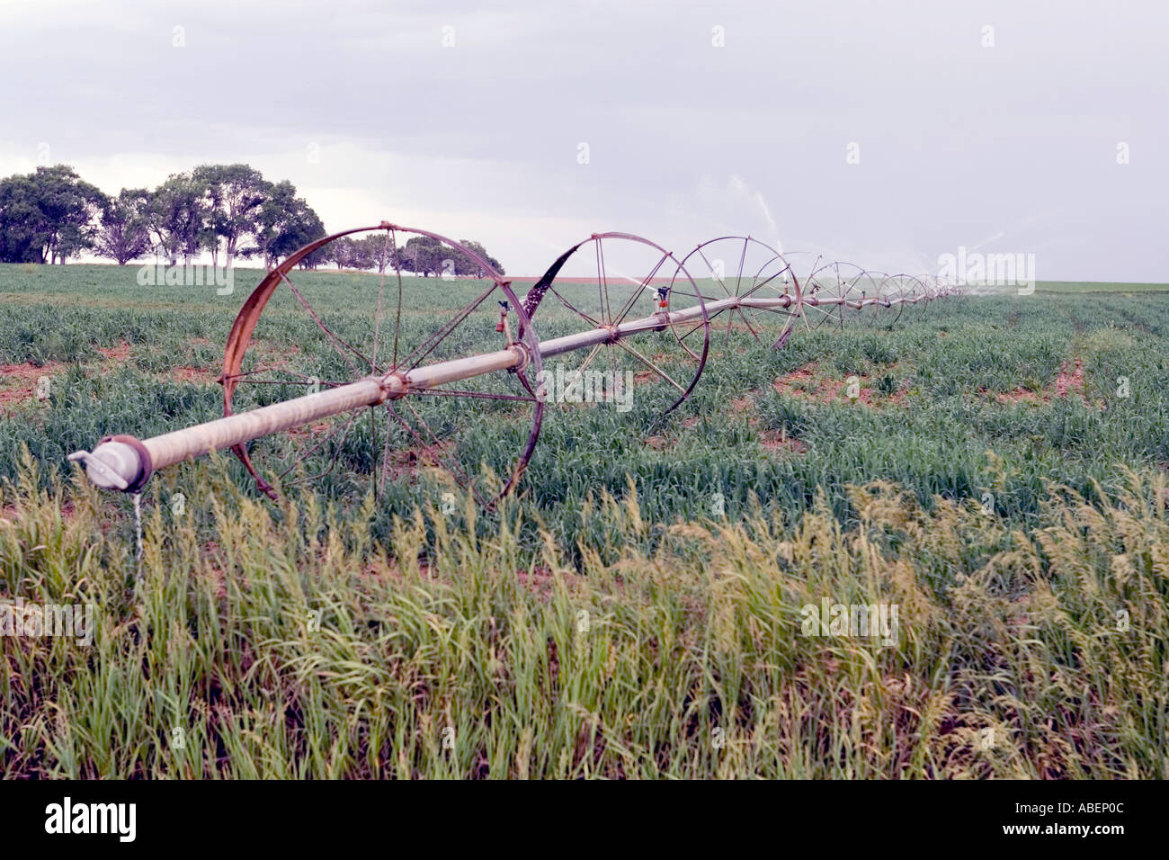 Sprinkler system in use on farmlands of Colorado Stock Photo - Alamy