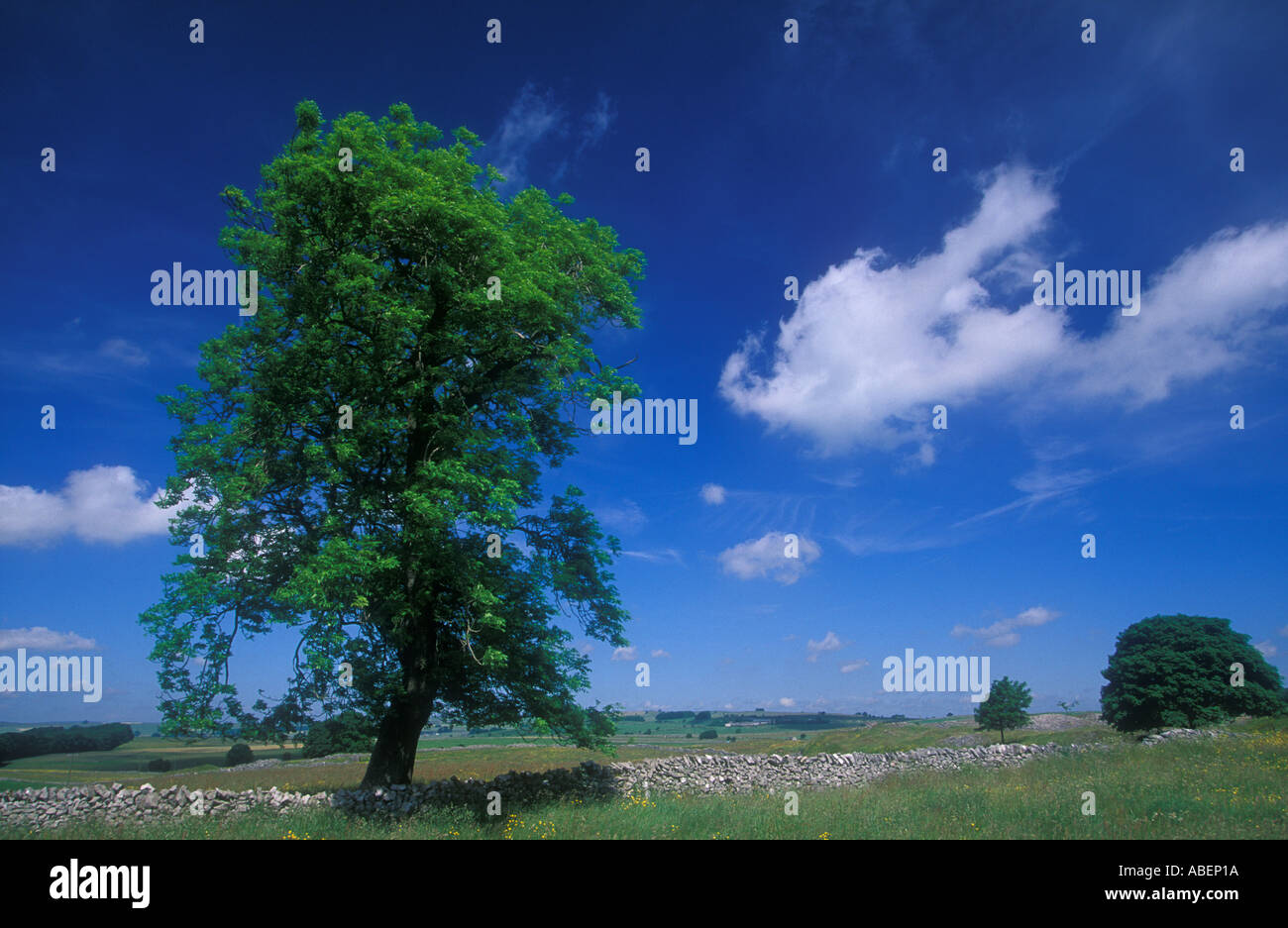 Ash tree fraxinus excelsior hi-res stock photography and images - Alamy