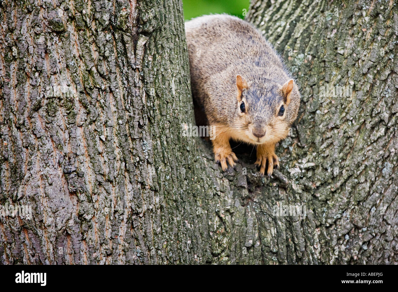 Ohio squirrel hi-res stock photography and images - Alamy