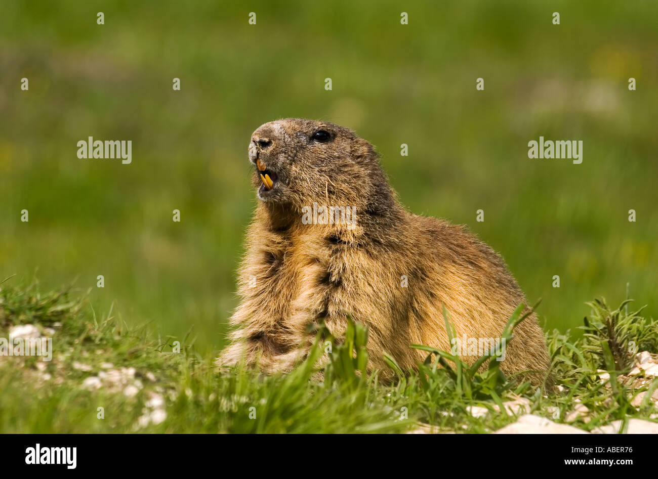 Marmota marmota alps trentino hi-res stock photography and images - Alamy