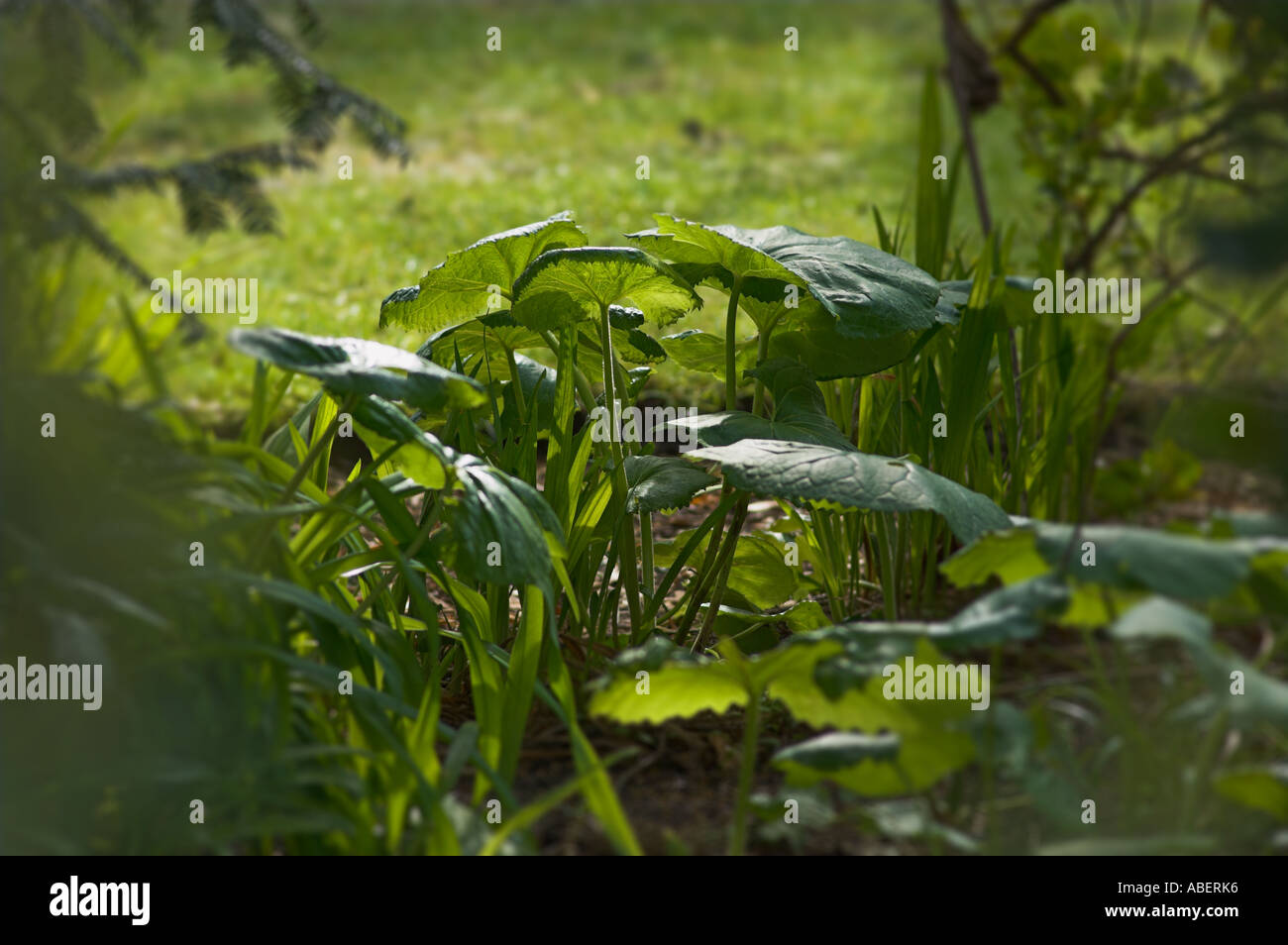 Undergrowth plant hi-res stock photography and images - Alamy