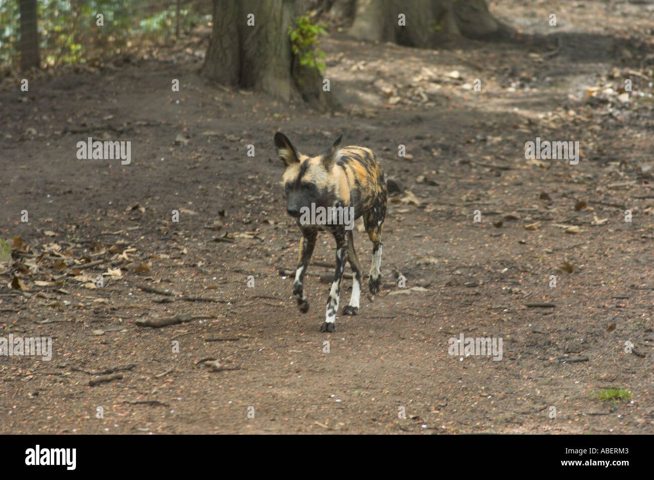 African Hunting Dog Lycaon pictus Stock Photo - Alamy