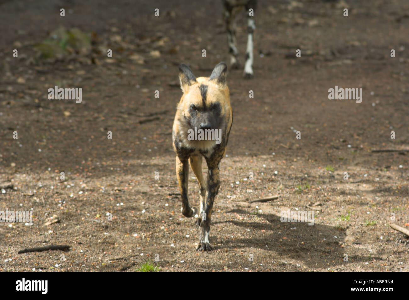 African hunting dog pack hi-res stock photography and images - Alamy
