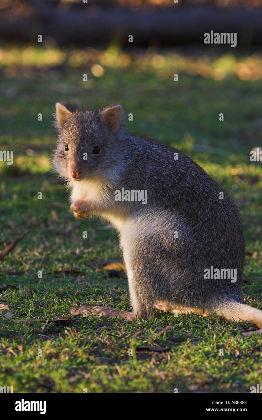 Rufous bettong hi-res stock photography and images - Alamy