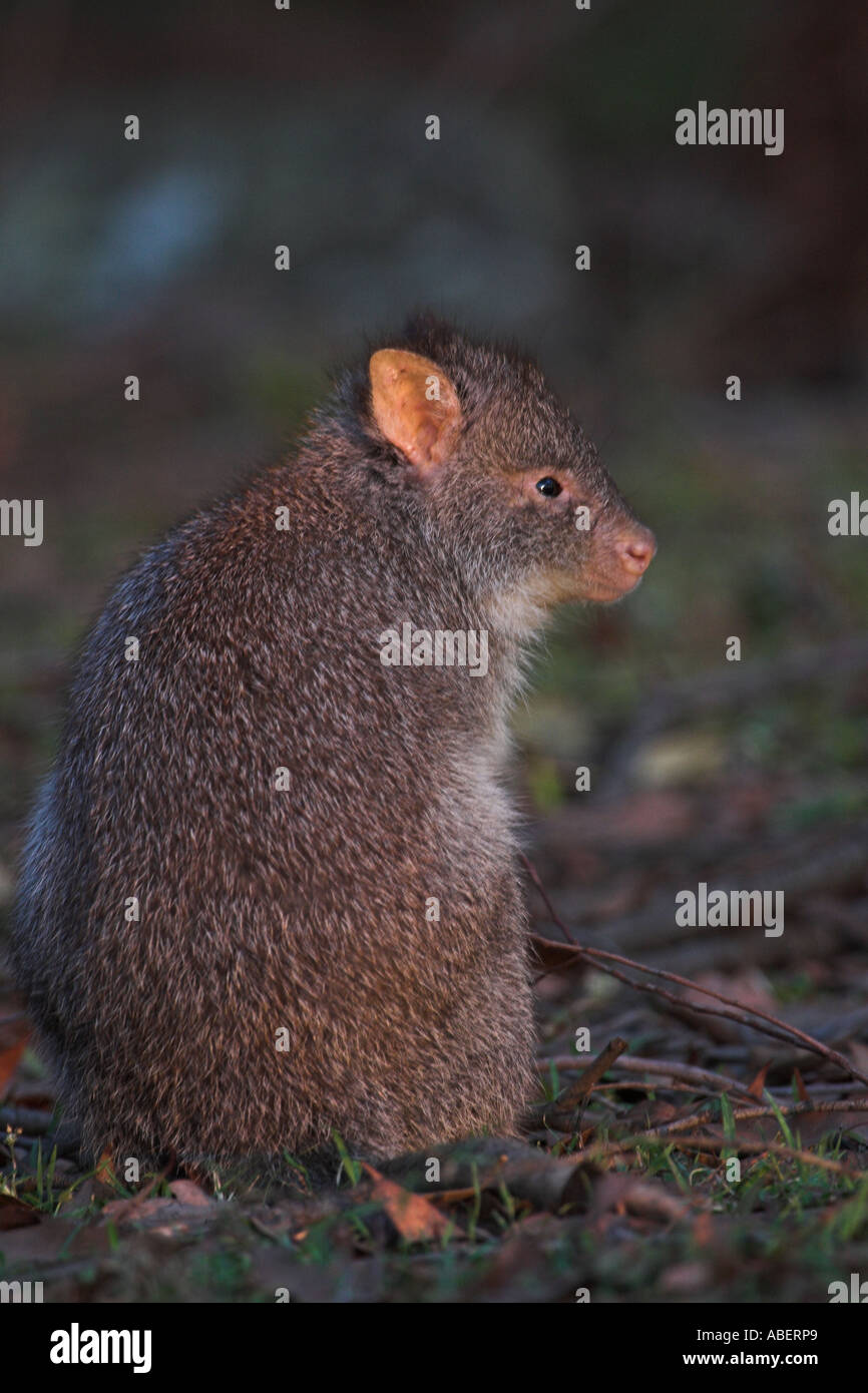 Aepyprymnus rufescens rat kangaroo hi-res stock photography and images ...