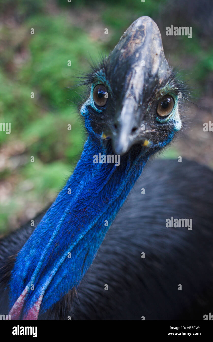 cassowary casuarius casuarius single adult Stock Photo - Alamy