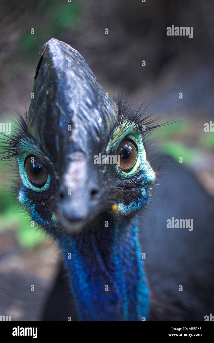 cassowary casuarius casuarius single adult Stock Photo - Alamy