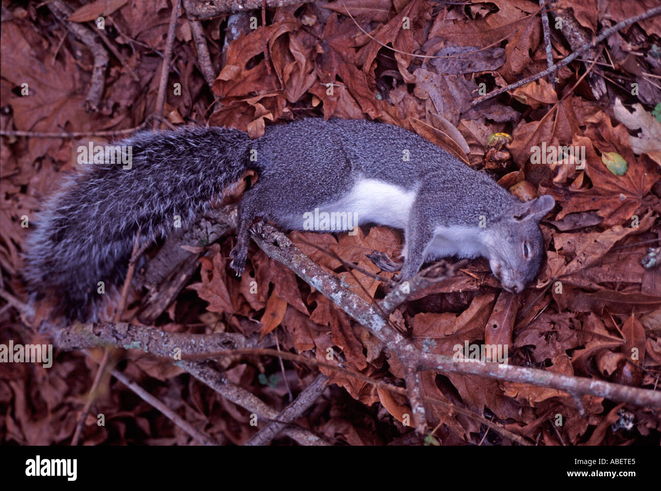 Dead gray squirrel hi-res stock photography and images - Alamy