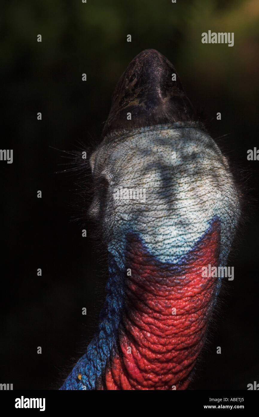Cassowary casuarius hi-res stock photography and images - Alamy
