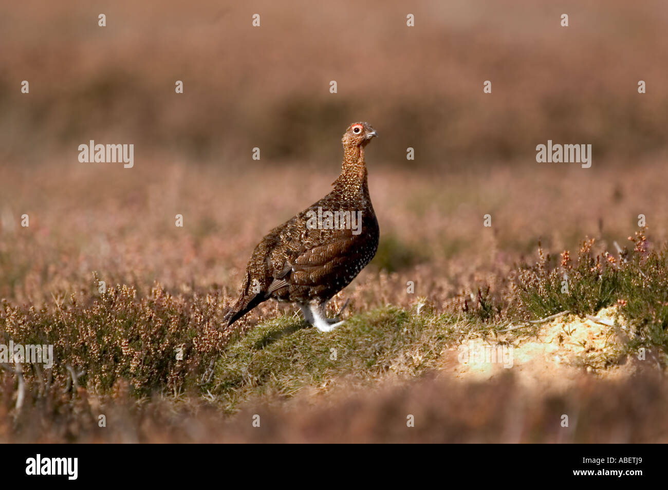 Heather leg hi-res stock photography and images - Alamy