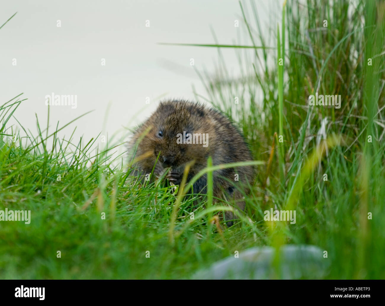 Bank vole eyes hi-res stock photography and images - Alamy