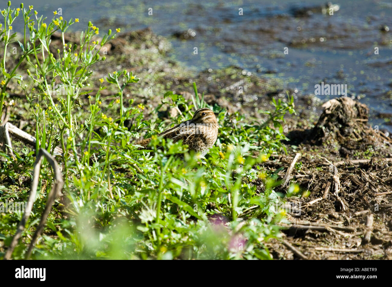 Common Snipe (Gallinago gallinago) on a nest in wetland Stock Photo - Alamy
