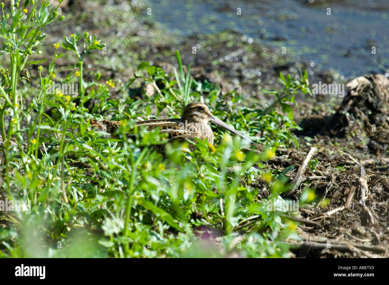 Common Snipe (Gallinago gallinago) on a nest in wetland Stock Photo - Alamy