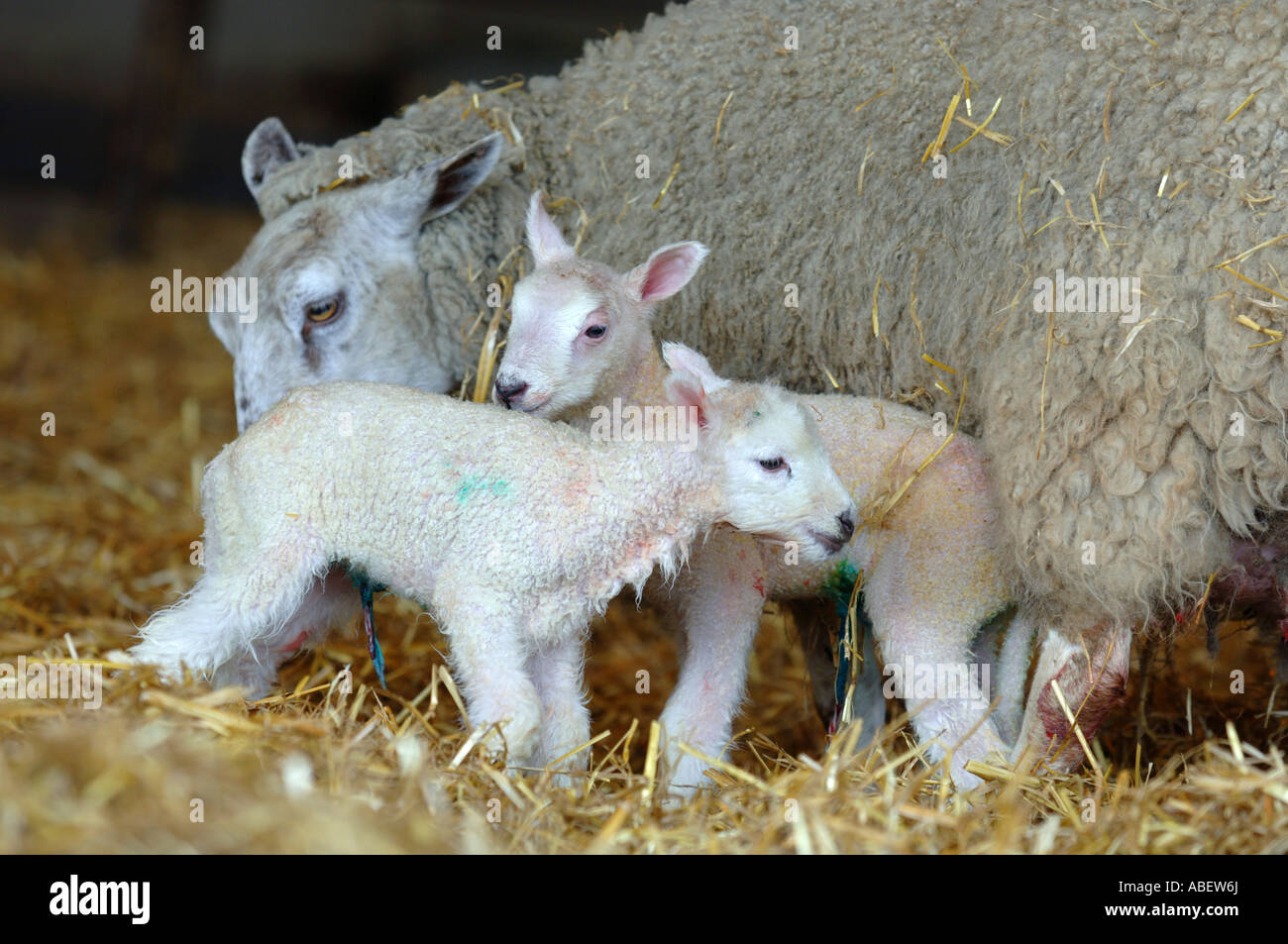 April lambs hi-res stock photography and images - Alamy