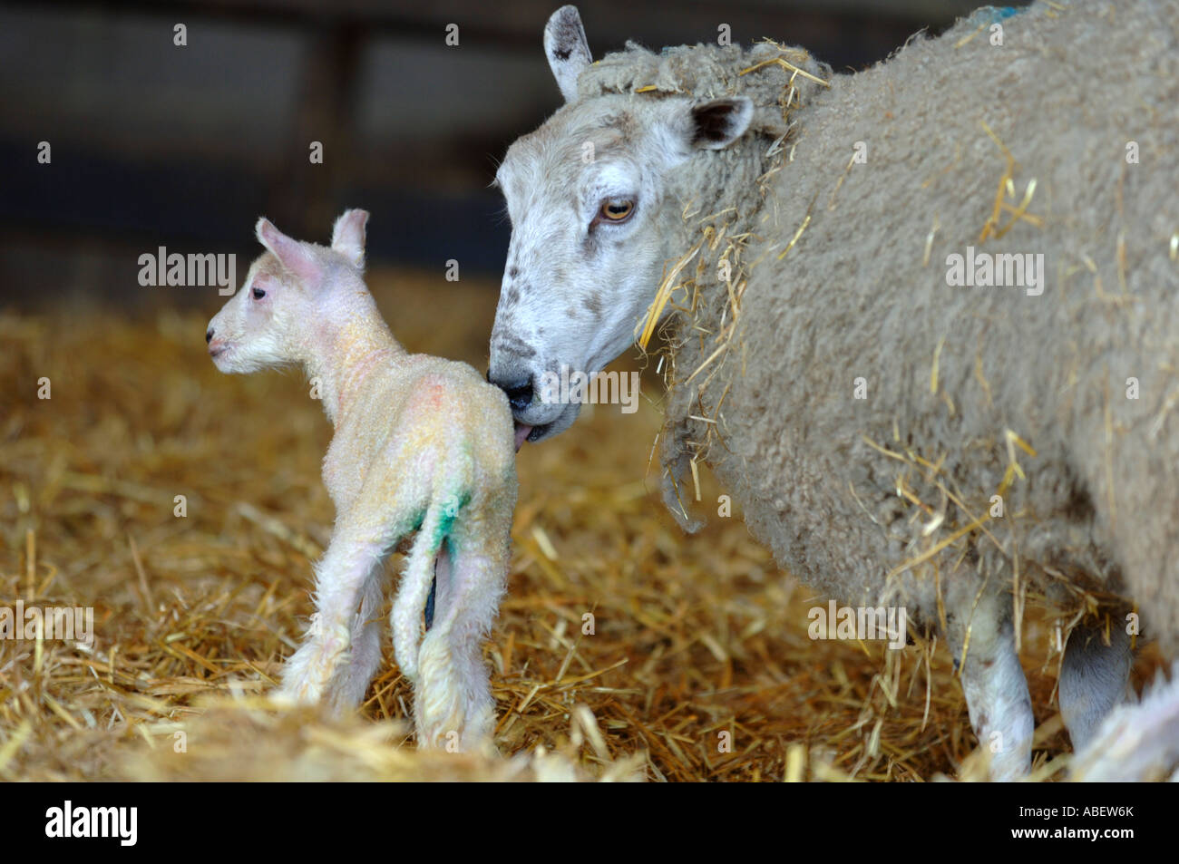 Lamb with mother Stock Photo - Alamy