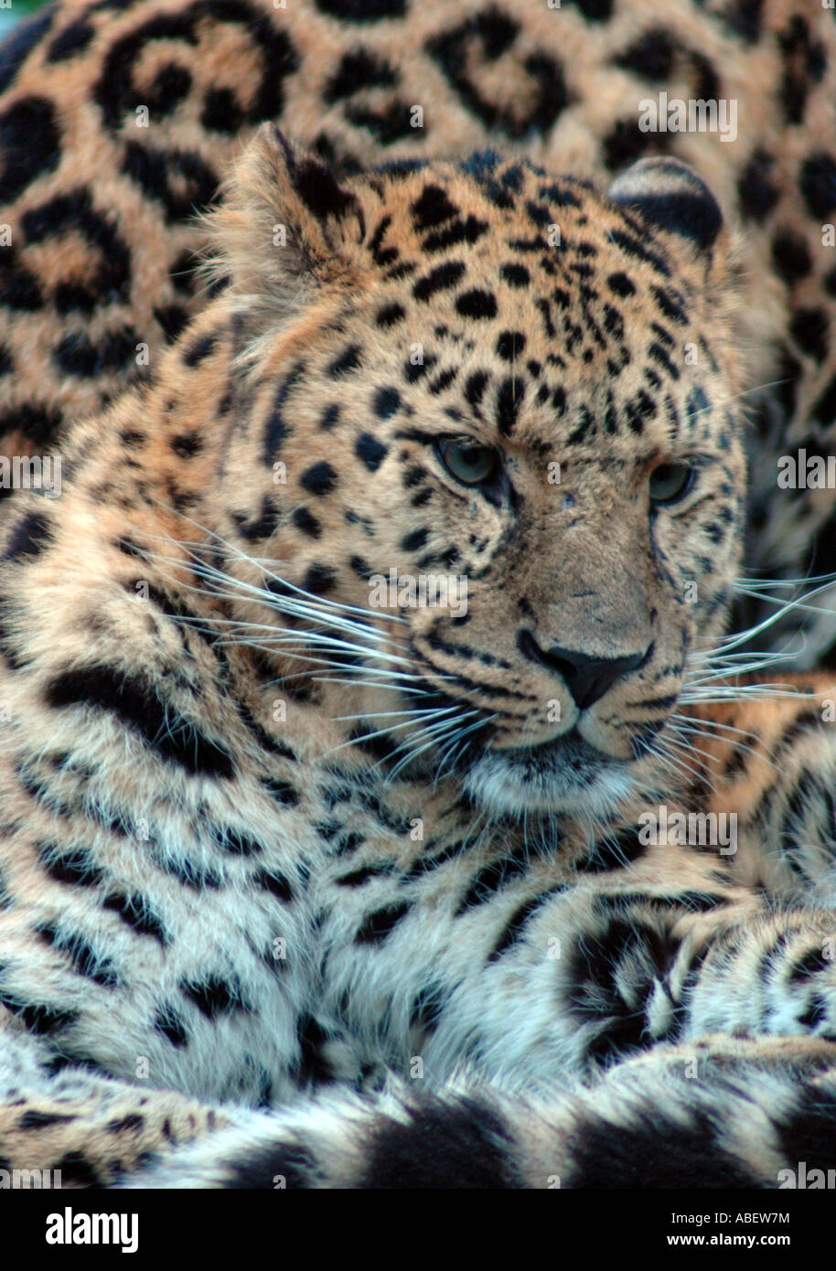 Leopard cub camouflage hi-res stock photography and images - Alamy