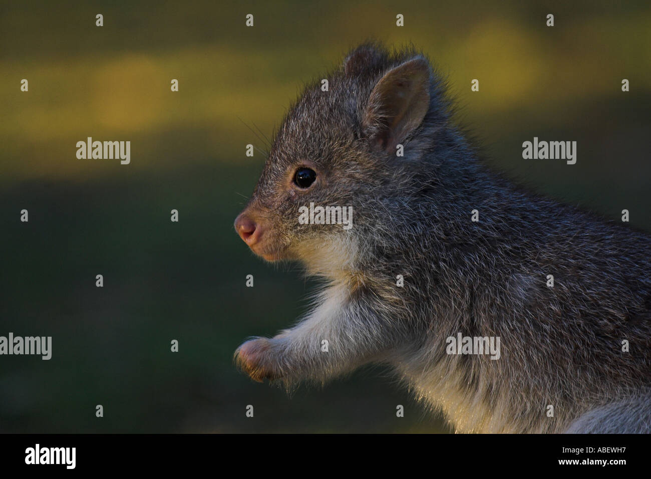 Bettong hi-res stock photography and images - Alamy