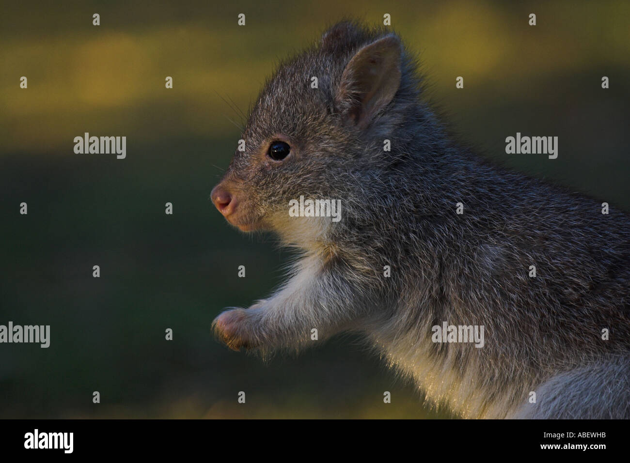 Mammal kangaroo rat rufous hi-res stock photography and images - Alamy