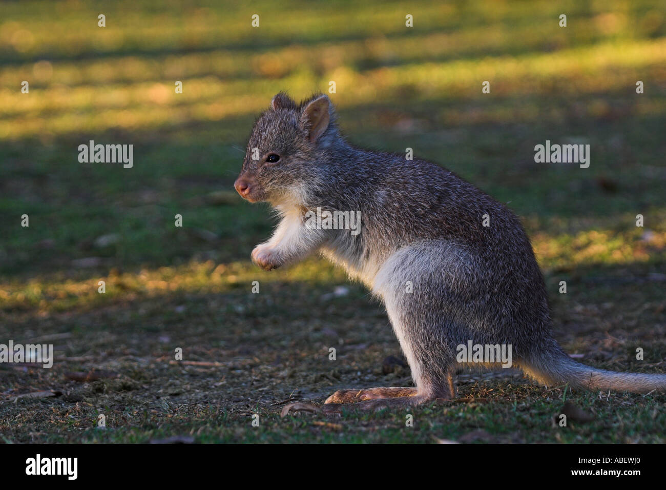 Rufous bettong hi-res stock photography and images - Alamy