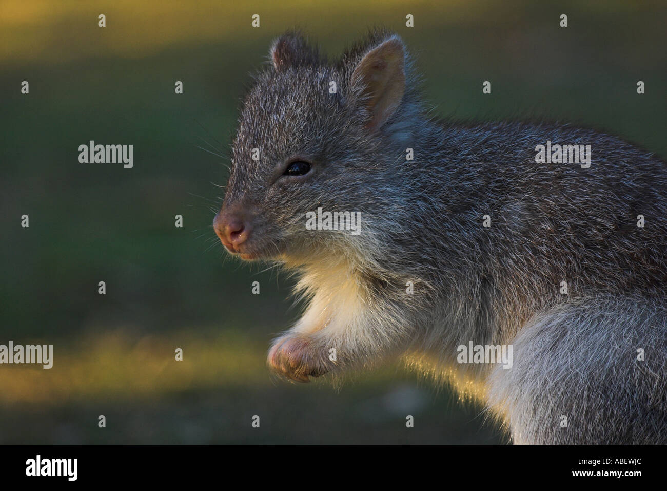 Aepyprymnus rufescens rat kangaroo hi-res stock photography and images ...