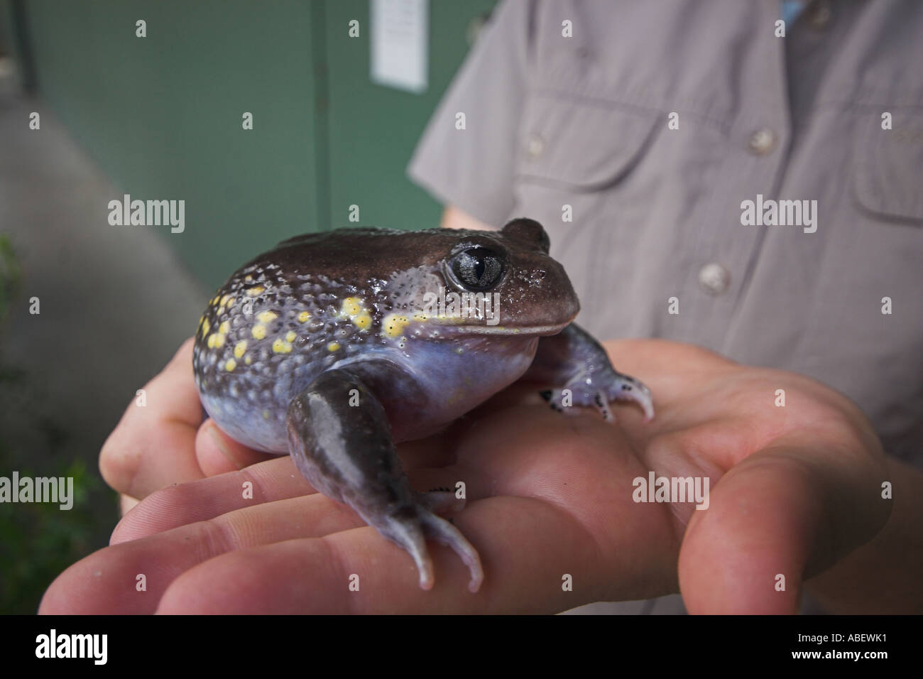 Burrowing frog hi-res stock photography and images - Alamy