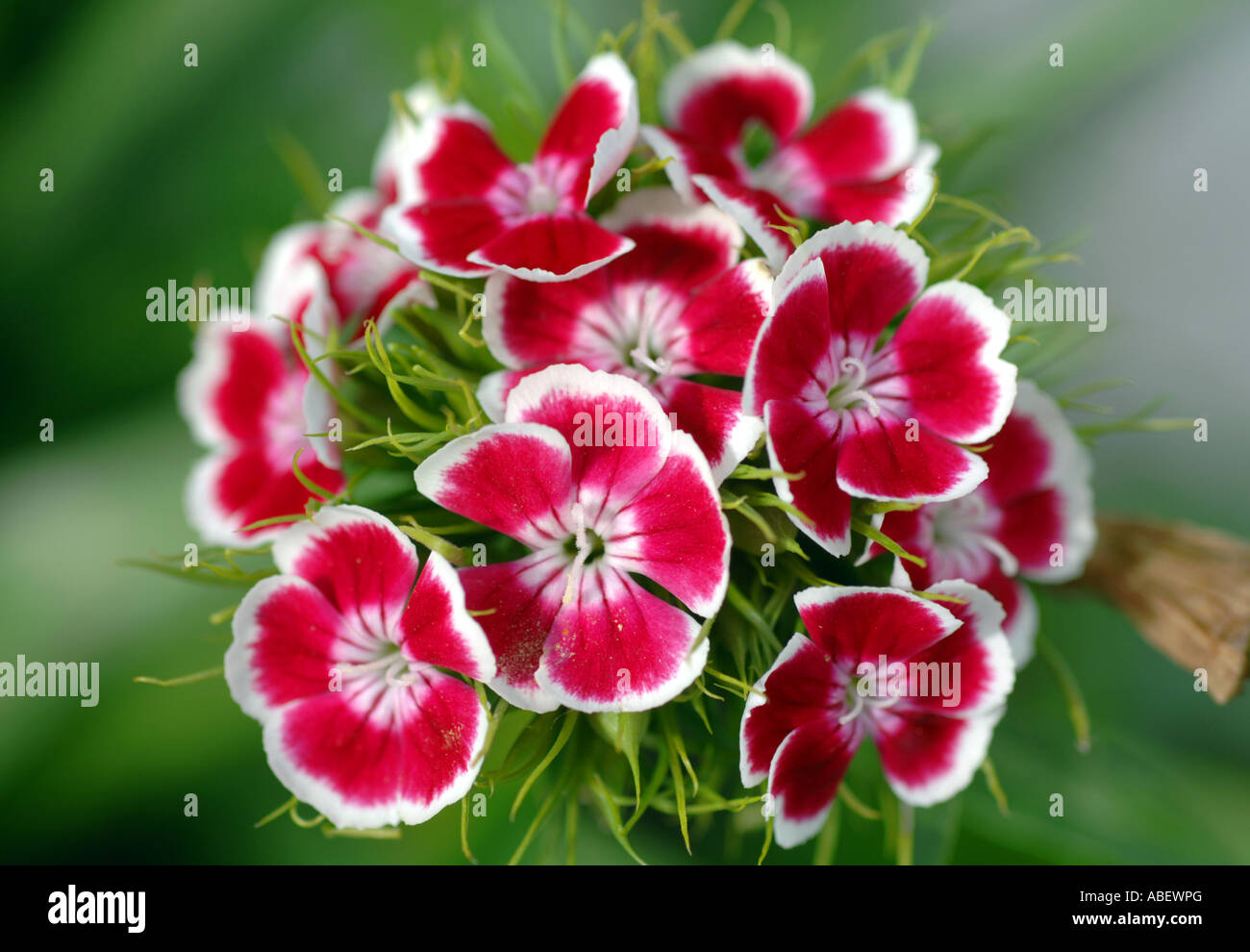 Sweetwilliams hi-res stock photography and images - Alamy