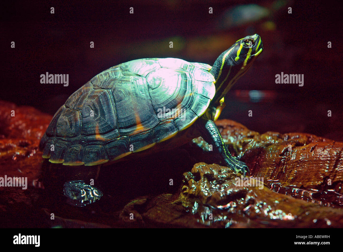 Yellow Bellied Slider turtle Stock Photo - Alamy