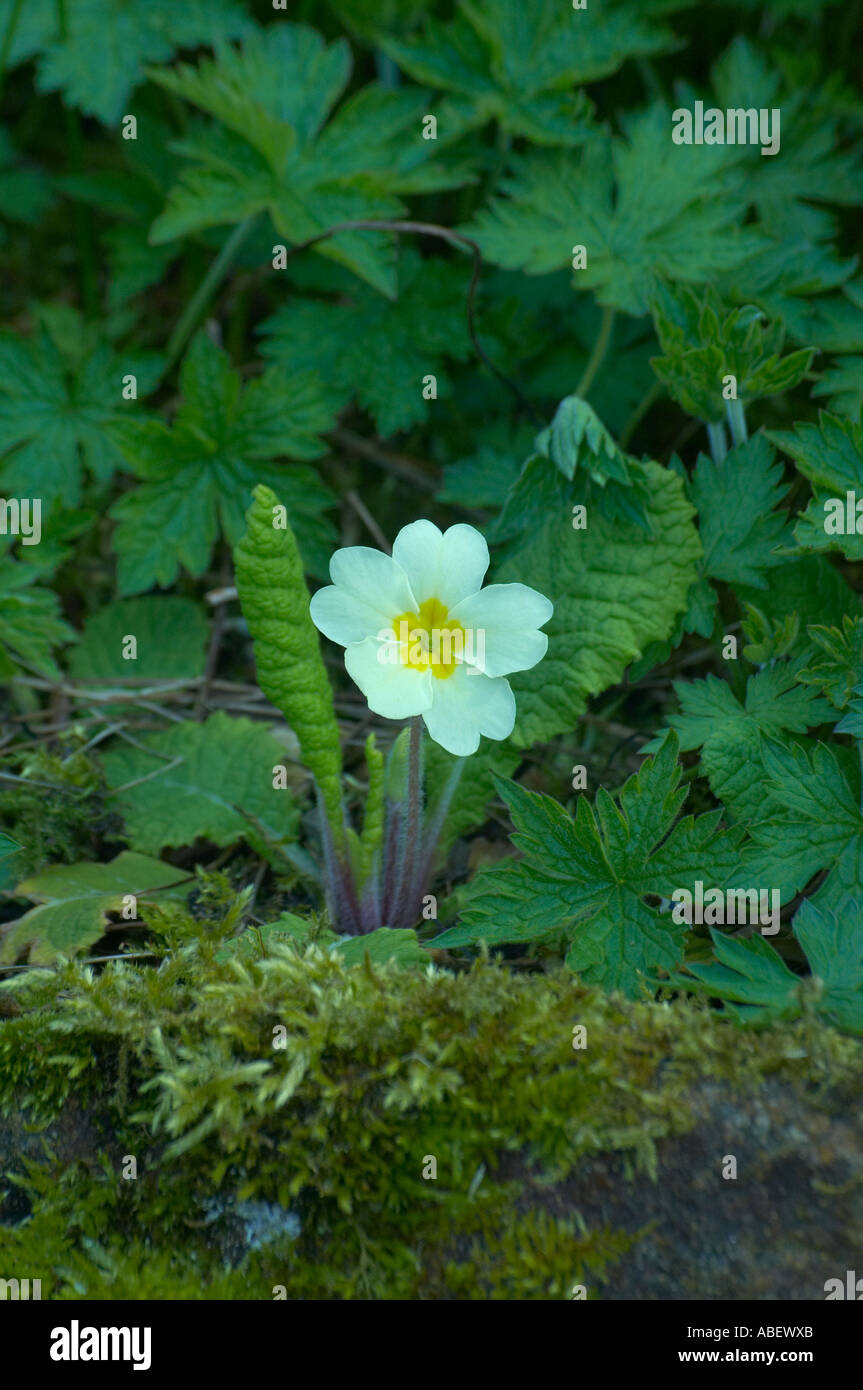 Wild Primrose (Primula vulgaris) Rare Albino form Stock Photo - Alamy