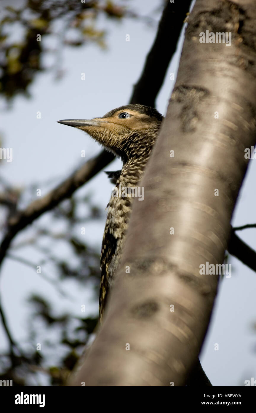 Pitius Woodpecker (Pitio colaptes) in Los Glaciares National Park ...