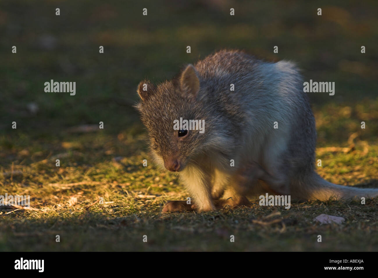 Mammal kangaroo rat rufous hi-res stock photography and images - Alamy