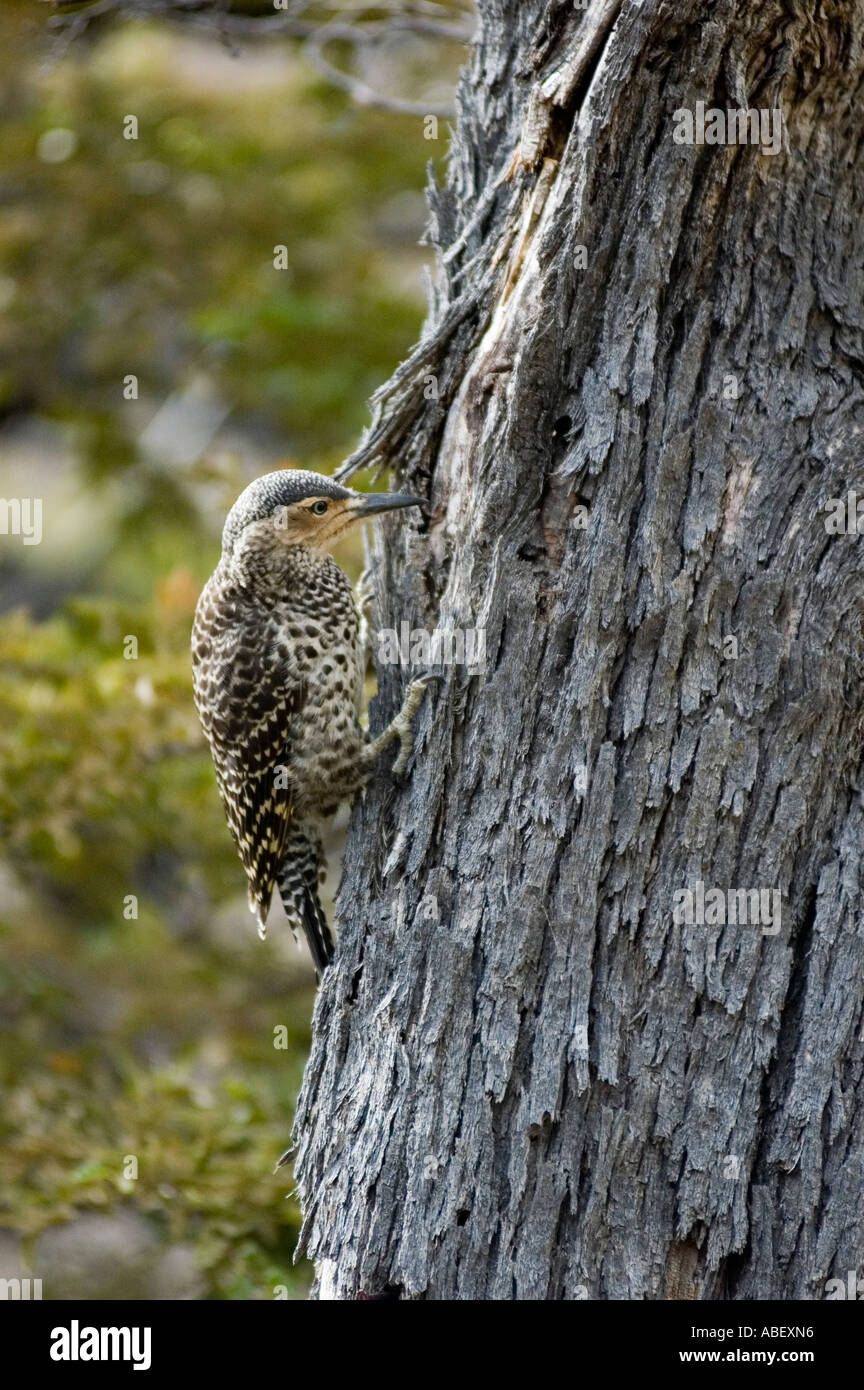 Pitius Woodpecker (Pitio colaptes) in Los Glaciares National Park ...