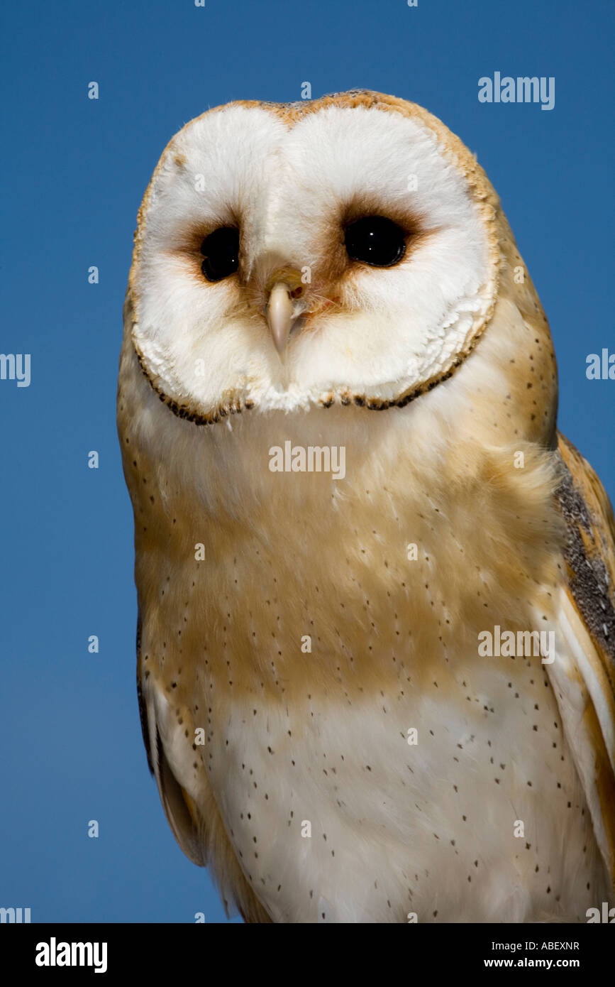 Barn Owl, Bird of prey Stock Photo - Alamy